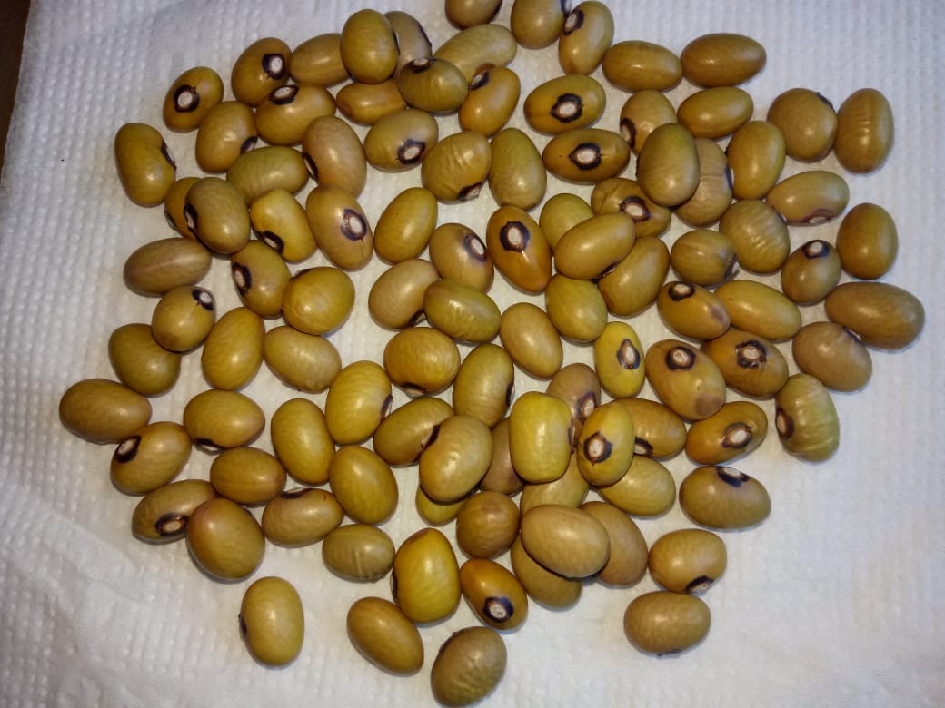 Drought Tolerant Cow Pea – Dryland Seed